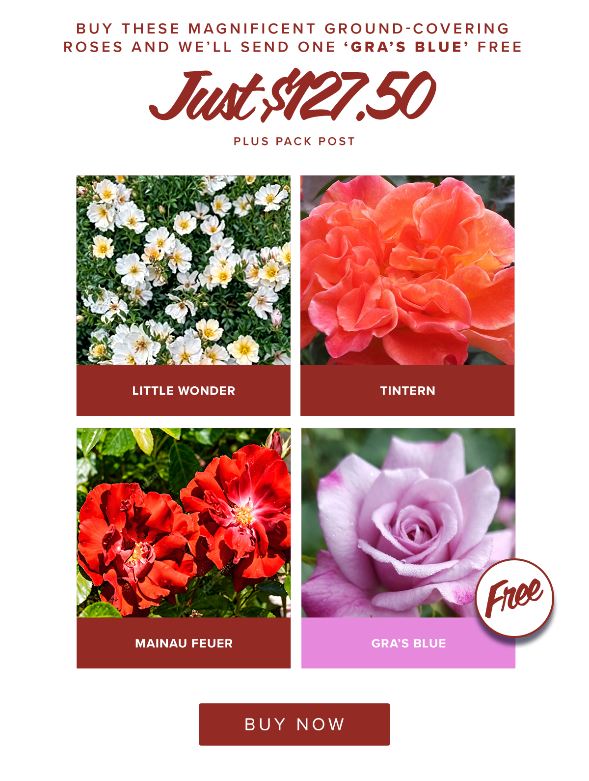 Edition 6th February, 2025 – Rose Sales Online