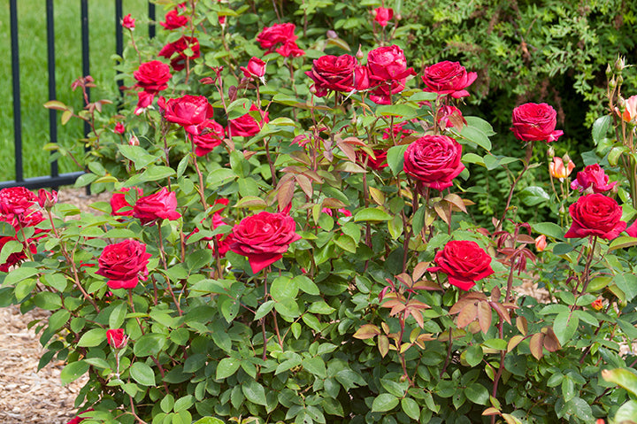 Potted Roses – Rose Sales Online