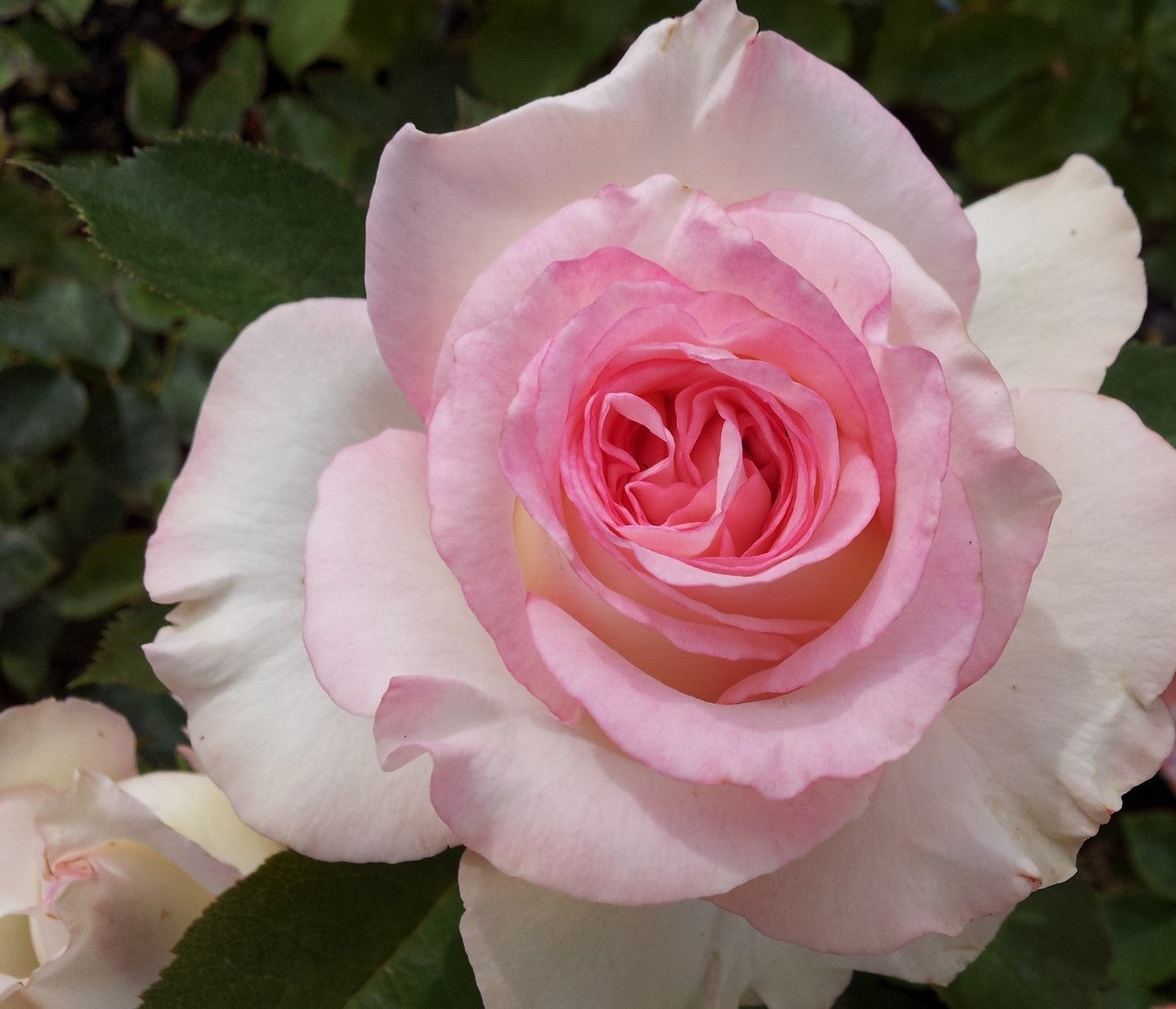 Moonstone - Hybrid Tea Rose – Rose Sales Online